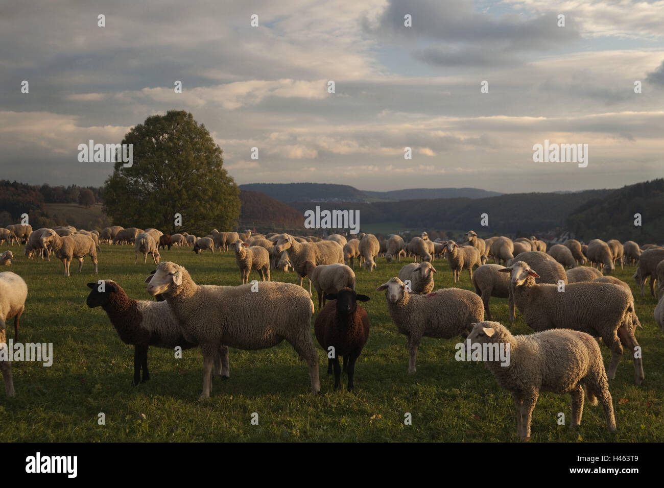 Nightmare animals hi-res stock photography and images - Alamy