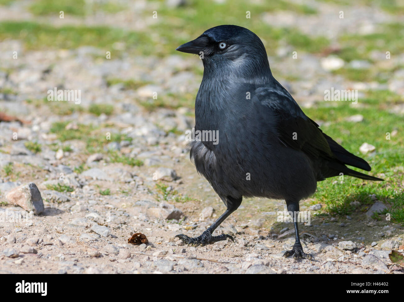 Jackdaw bird (Corvus monedula), AKA Wester Jackdaw, Eurasian Jackdaw ...