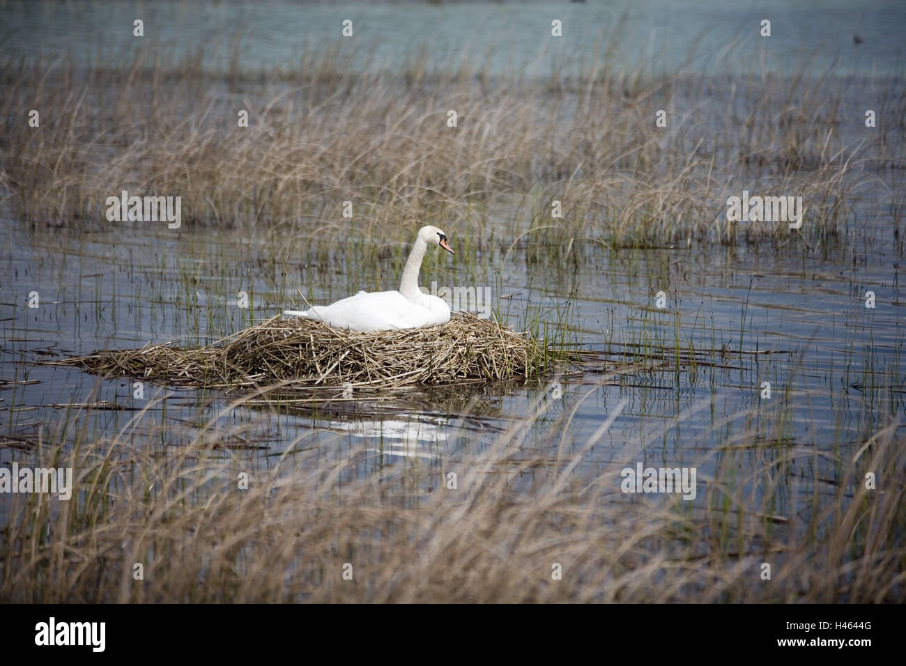 Swan nest hi-res stock photography and images - Alamy