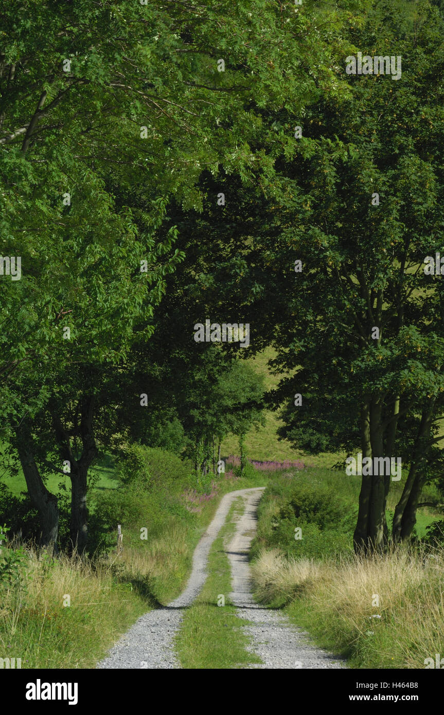 Country lane, trees, summers Stock Photo - Alamy