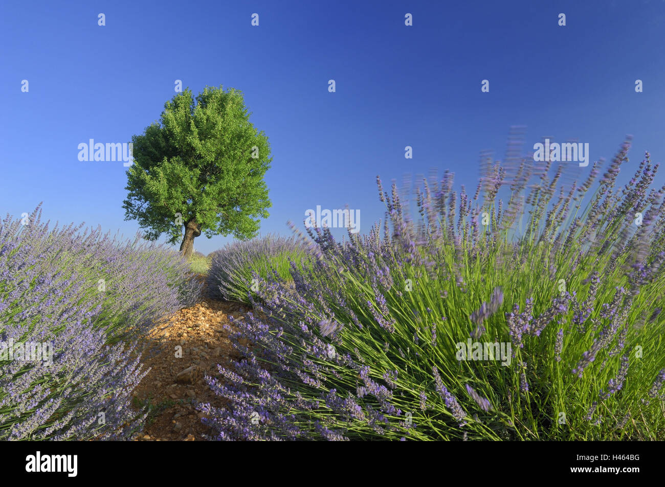 Lavender field, tree, France, Provence, Vaucluse Stock Photo - Alamy
