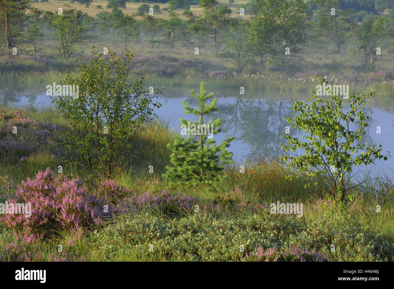 Black Moor, Rhön, Lower Franconia, Bavaria, Germany Stock Photo - Alamy