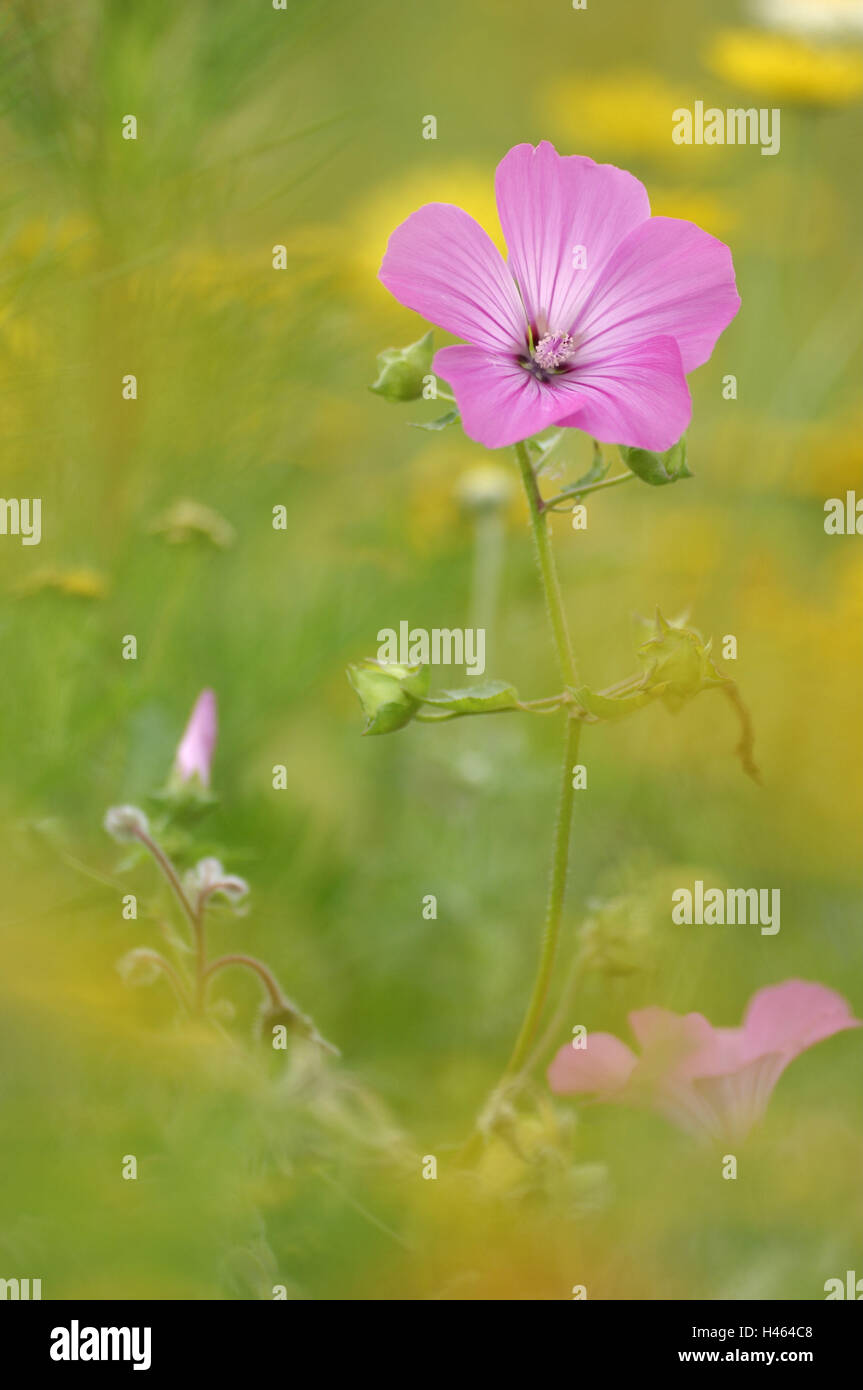 Flower meadow, mallow, summer Stock Photo - Alamy