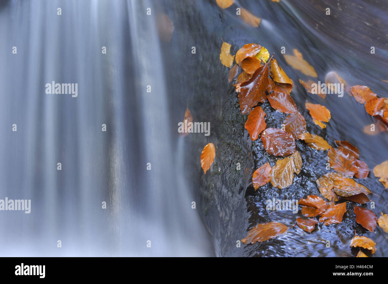 Forest brook, waterfall, autumn foliage Stock Photo - Alamy