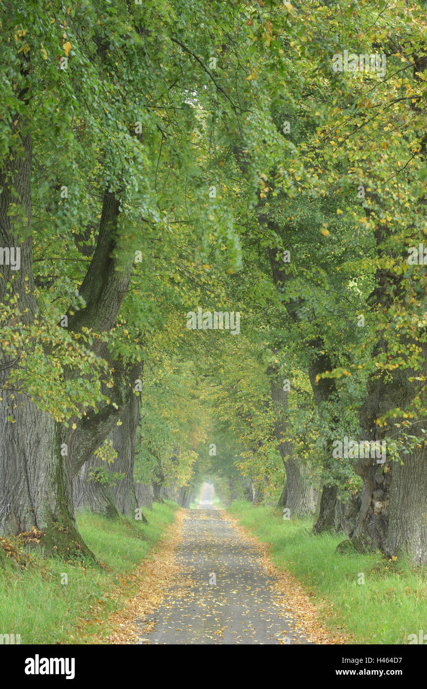 Street, avenue, lime trees, autumn Stock Photo - Alamy