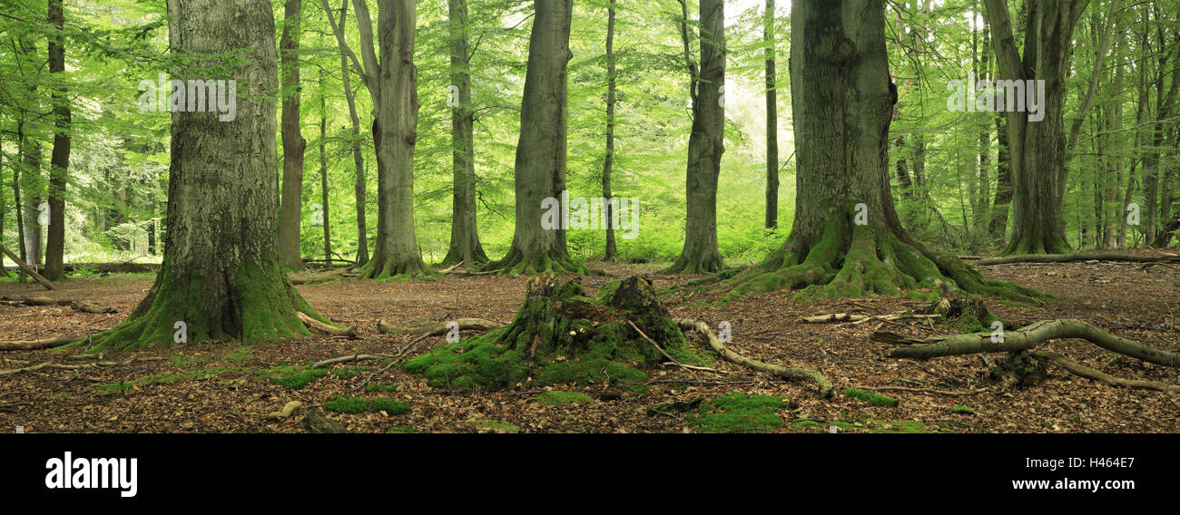 Beech forest hi-res stock photography and images - Alamy