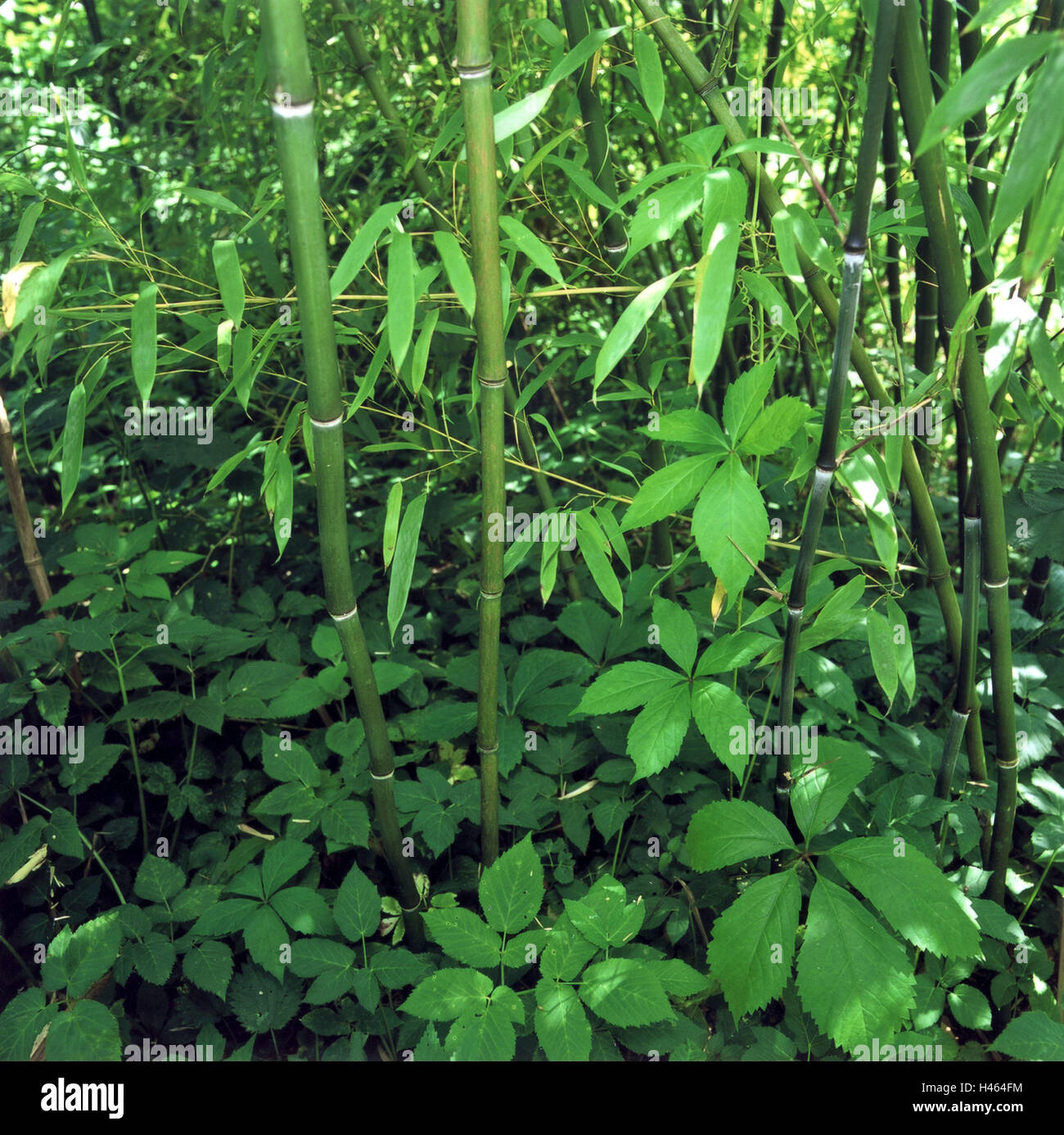 Bamboo forest, ground vegetation Stock Photo - Alamy