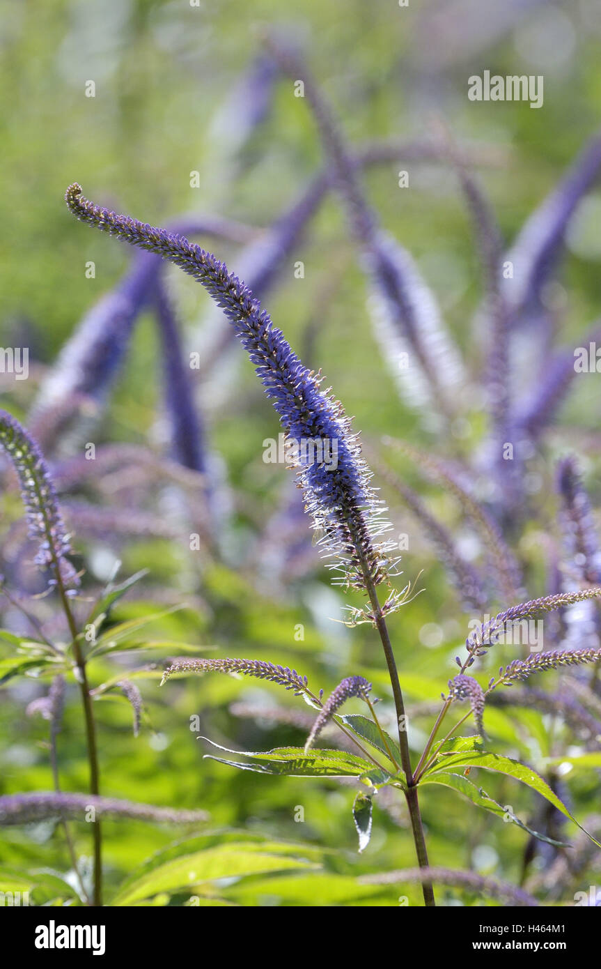 Candelabra prize, 'lavender tower', Veronicastrum viriginicum Stock ...