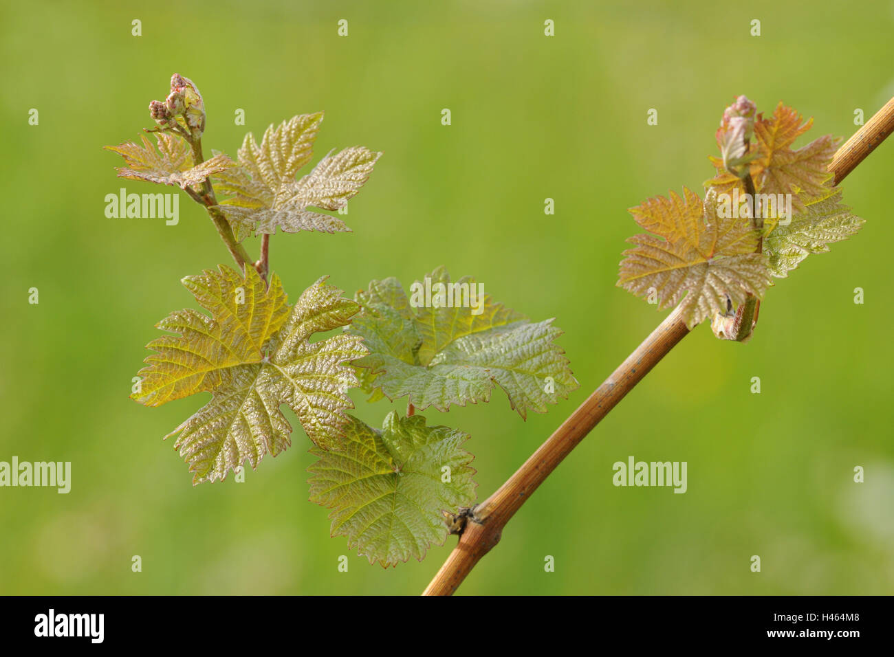 Vine, medium close-up Stock Photo - Alamy