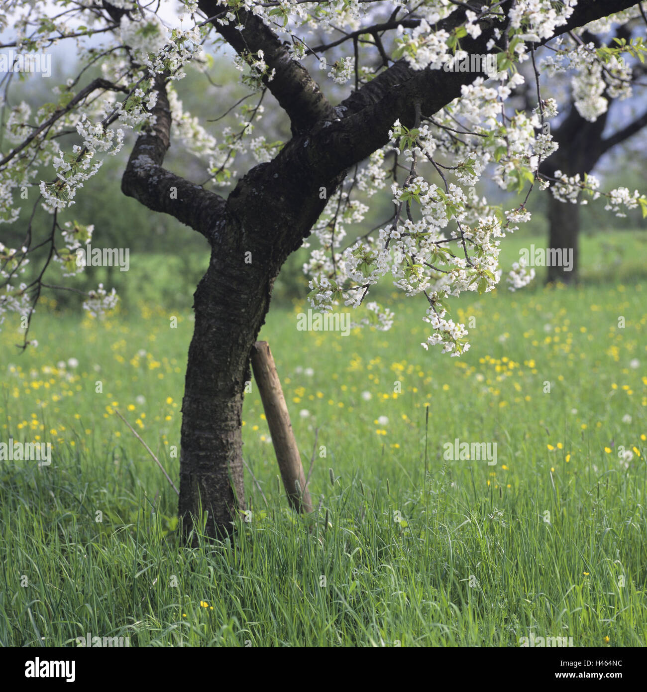 Cherry tree, detail, spring Stock Photo - Alamy