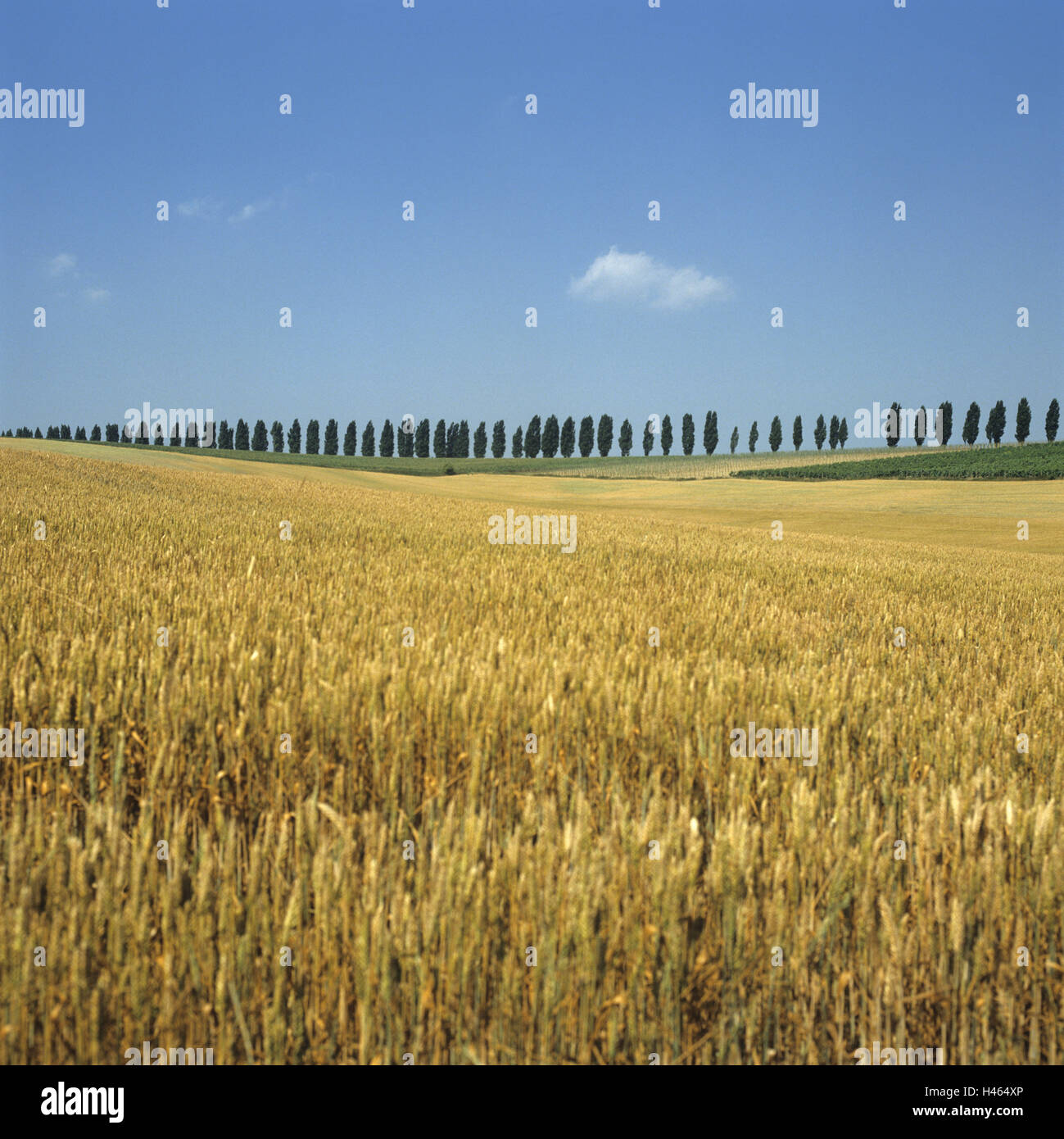 Poplar scenery hi-res stock photography and images - Alamy