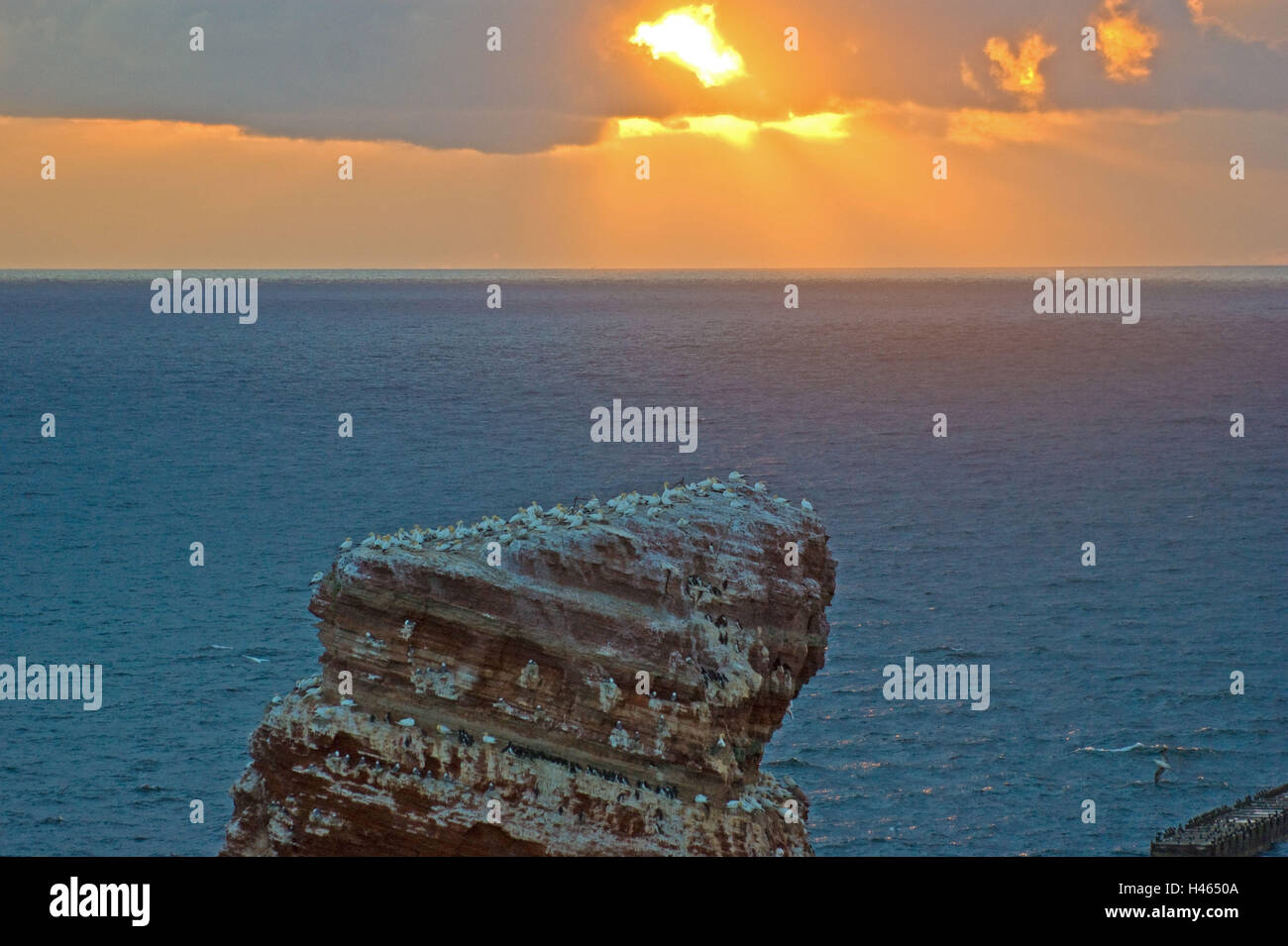 Germany, Schleswig-Holstein, Helgoland, rock spire Lange Anna, bird ...