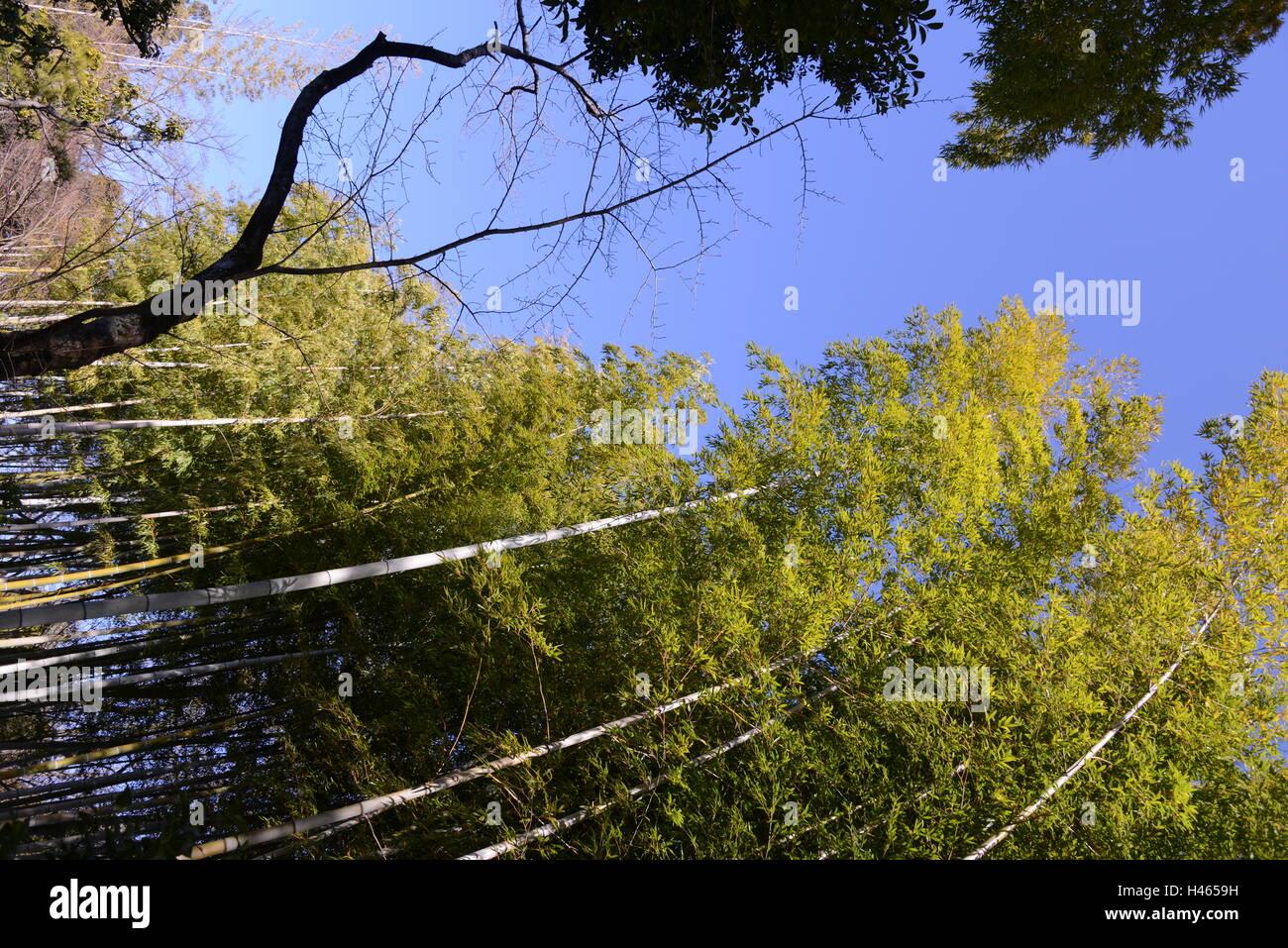 Spot Back Garden National Treasure Tea House JO-AN Japan Stock Photo ...