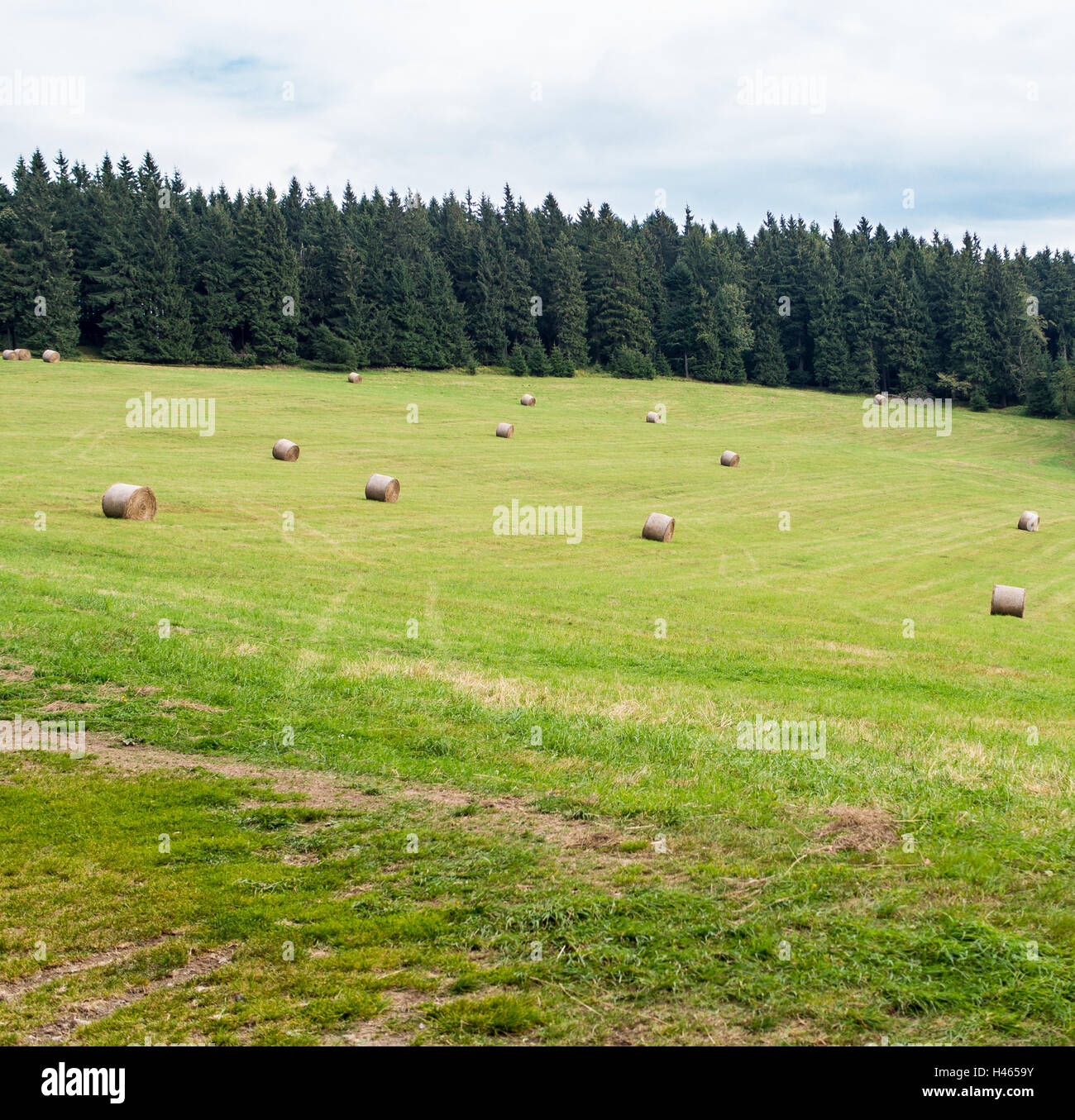 Hay stacks scattered over green grassy meadow Stock Photo - Alamy