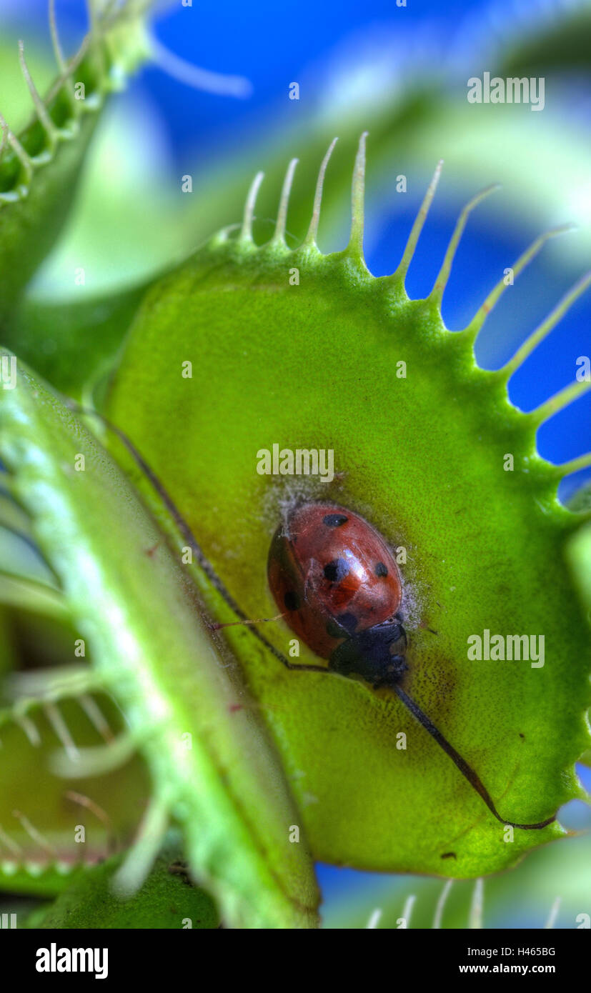 Venus flytrap, catch leaves, ladybird, indoor plant, marsh plant ...