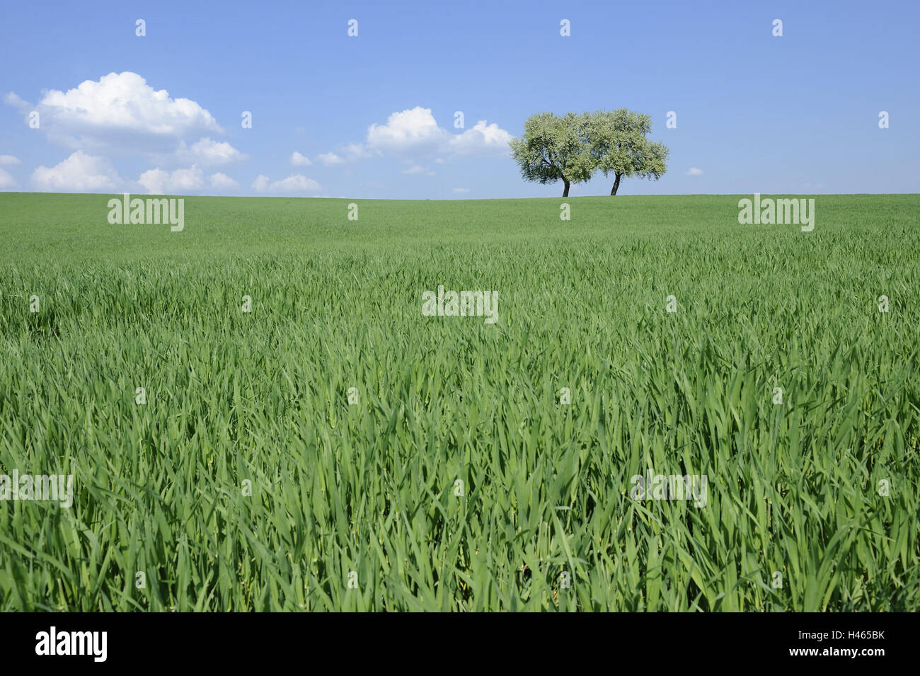 Wheat field, broad-leaved trees, summers Stock Photo - Alamy