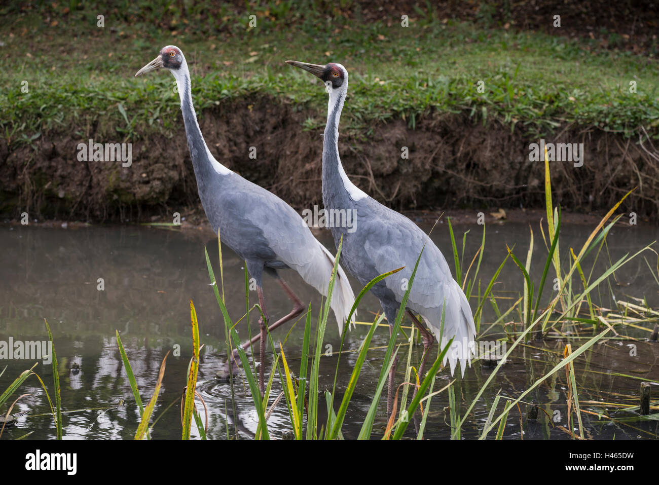 Crane bird hi-res stock photography and images - Alamy