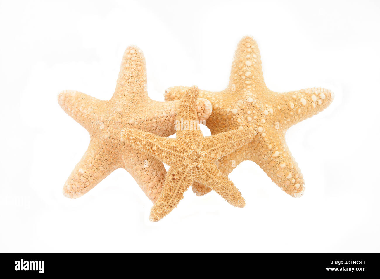 tropical starfish in white background Stock Photo - Alamy