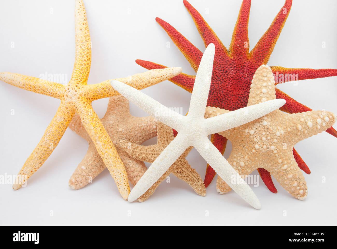 tropical starfish in grey background Stock Photo - Alamy