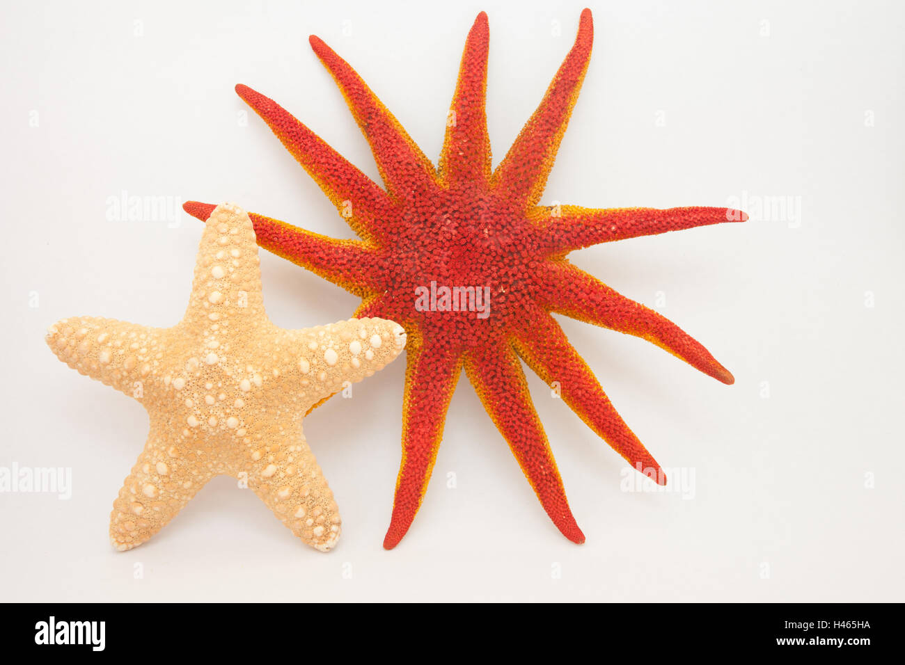 tropical starfish in grey background Stock Photo - Alamy