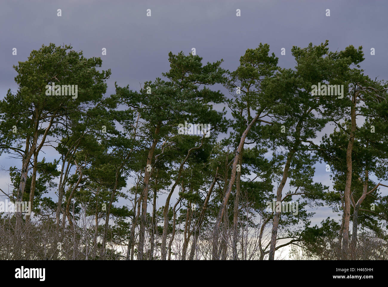 Trees, attack, storm, weather, stormily, wind, windy, clouds ...