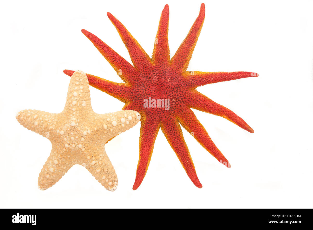 tropical starfish in white background Stock Photo - Alamy