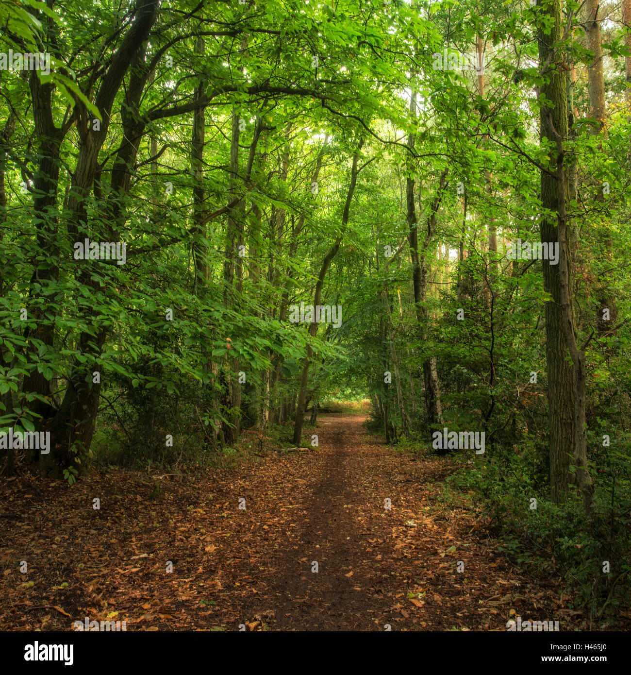 Beautiful natural light landscape image of path through lush Autumn ...