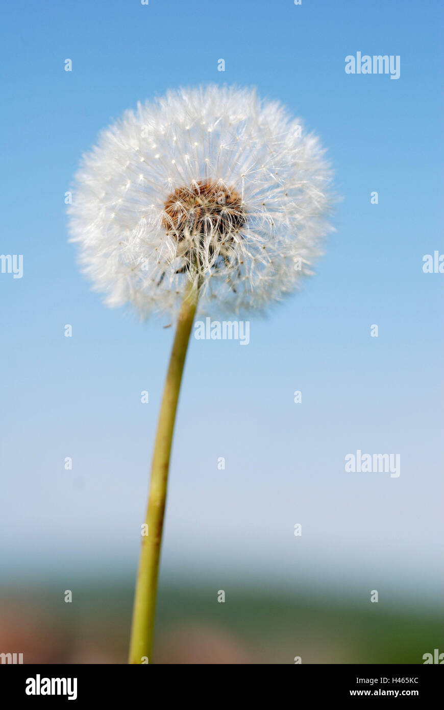 Dandelion, Taraxum officinale, blowball, detail Stock Photo - Alamy
