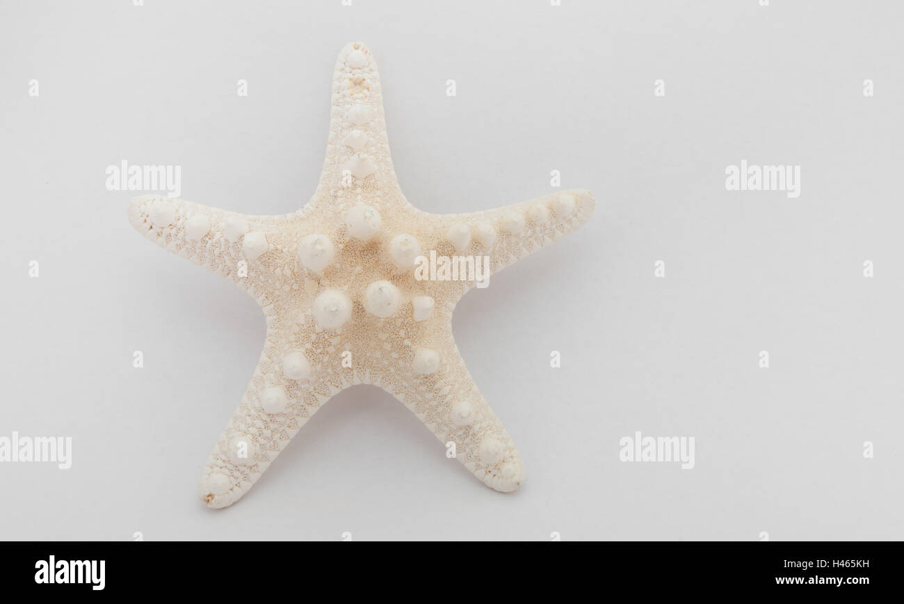 white tropical starfish Stock Photo - Alamy