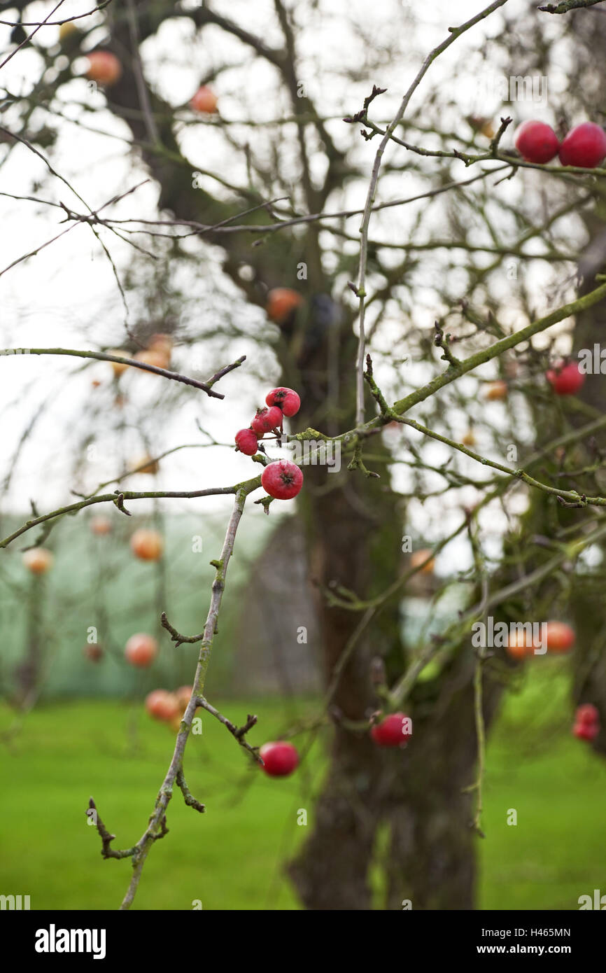 Bald apple tree hi-res stock photography and images - Alamy