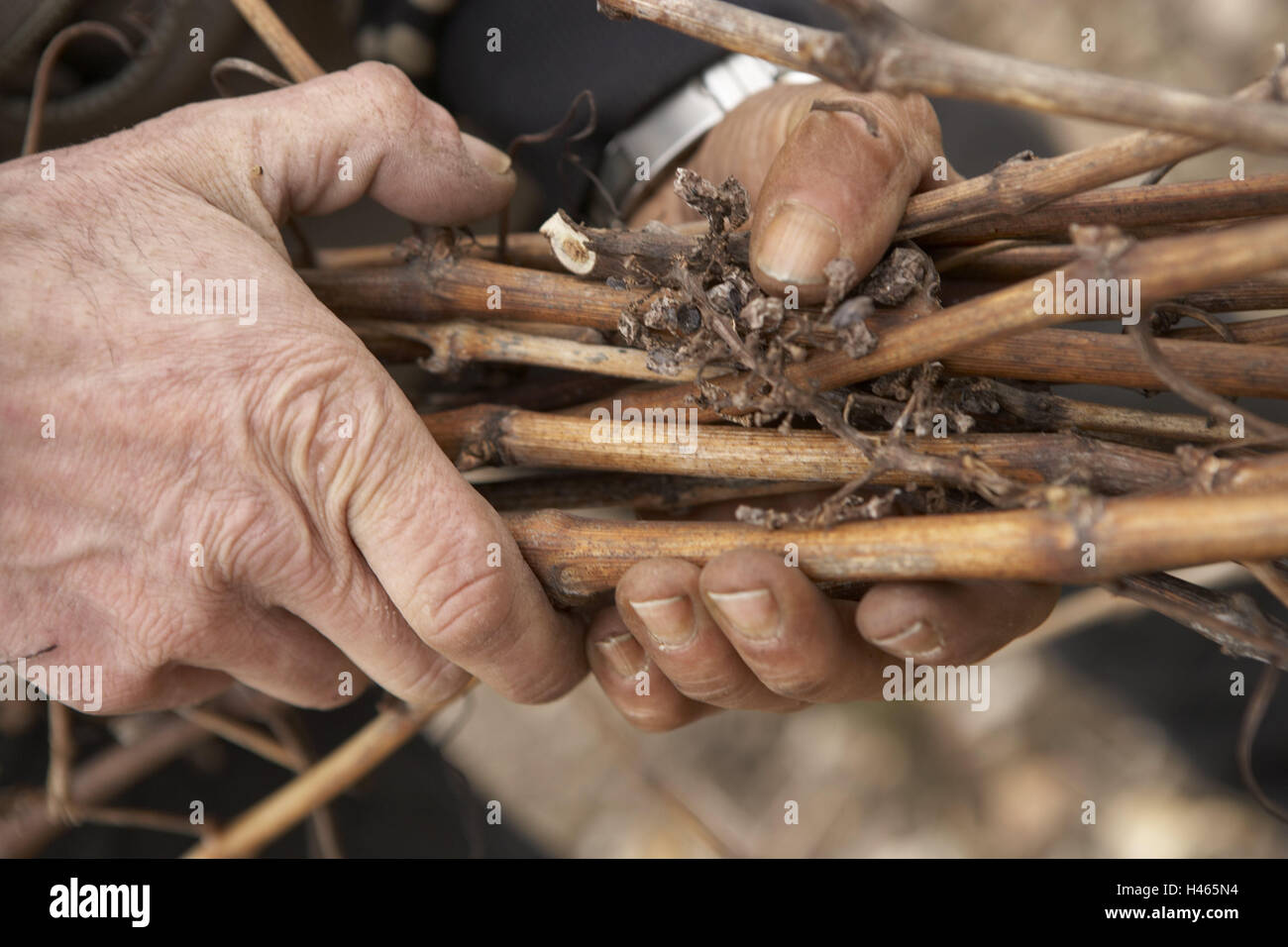 Man, hands, detail, branches, hold Stock Photo - Alamy