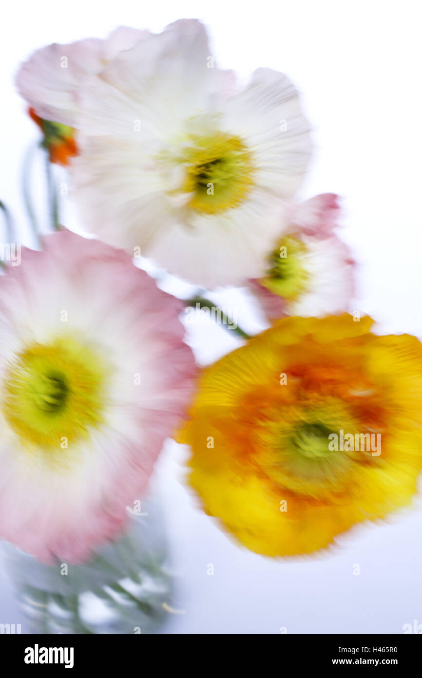 Poppies, close up, poppy seed, flowers, colours, nature, macro, pink ...