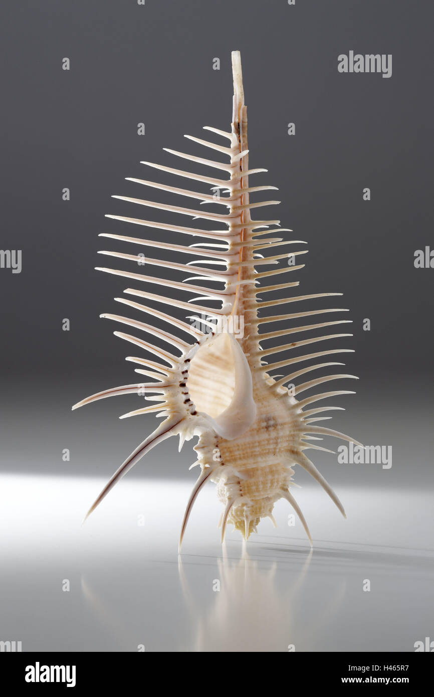 Murex snail hi-res stock photography and images - Alamy