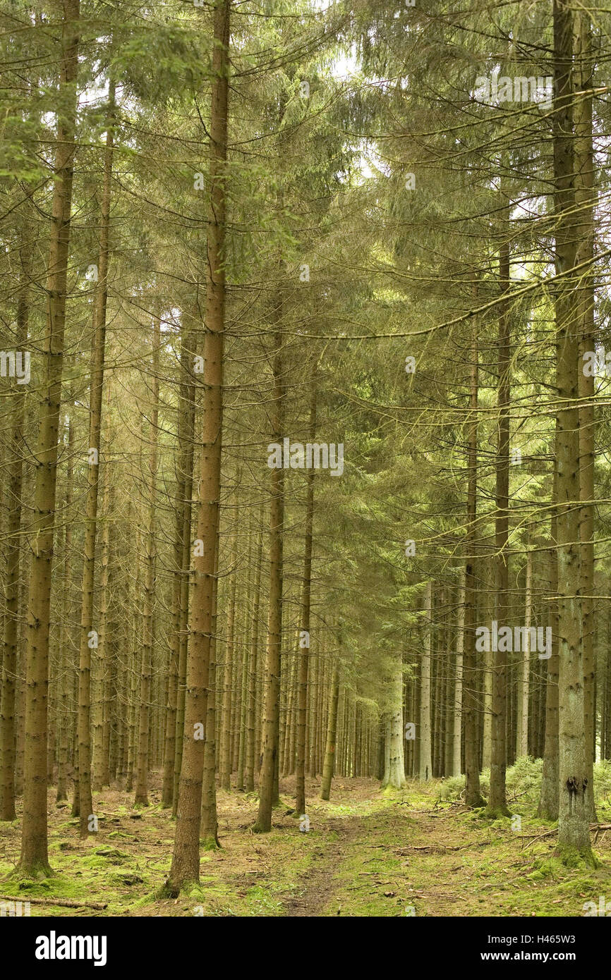 Belgium, Wallonie, Ardennes, Stavelot, wood, Europe, trees, vegetation ...
