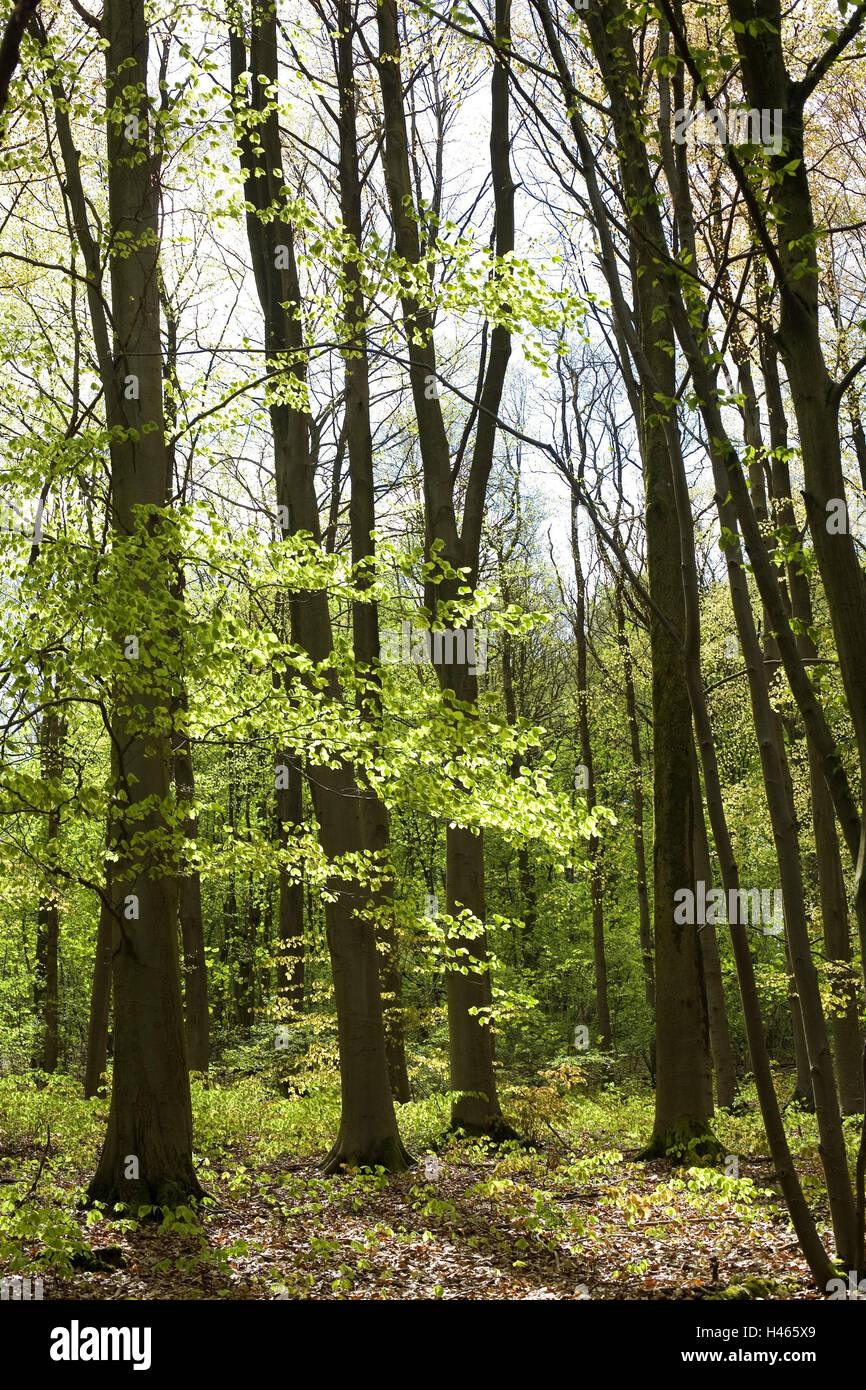 Belgium, Wallonie, Ardennes, Villers-Sainte-Gertrude, beech forest ...