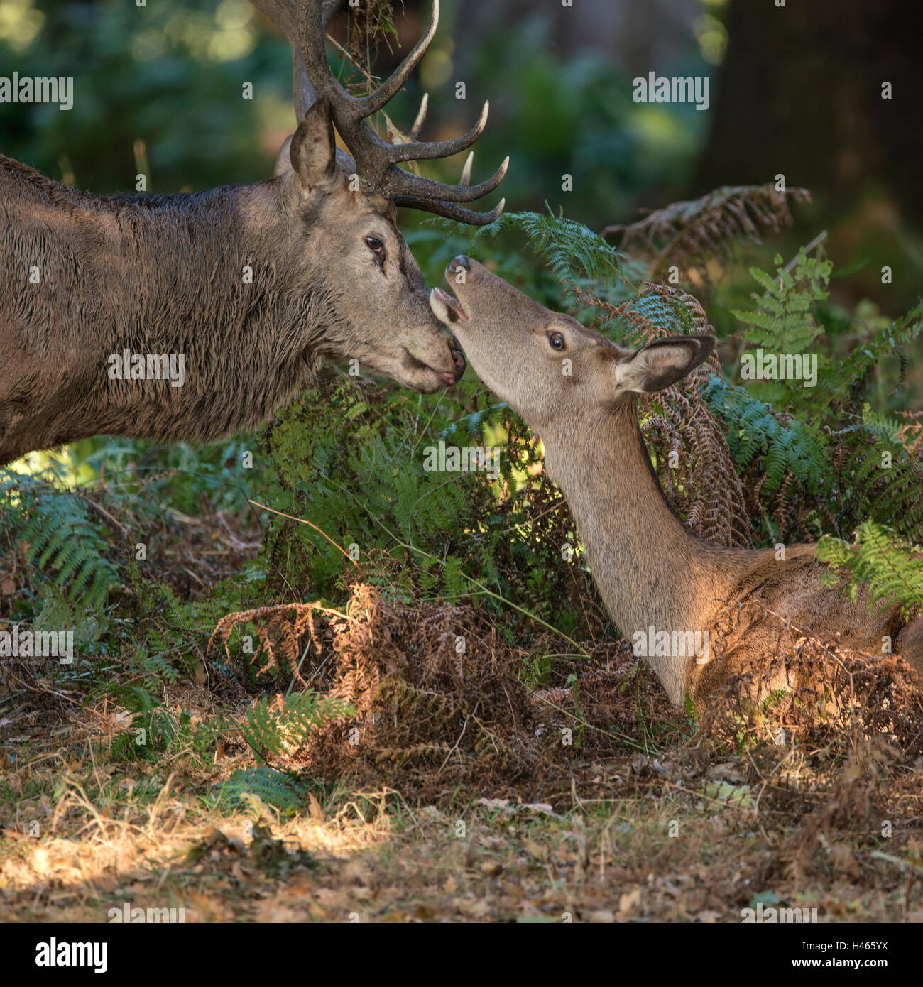 Beautiful intimate tender moment between red deer stag and hind doe ...