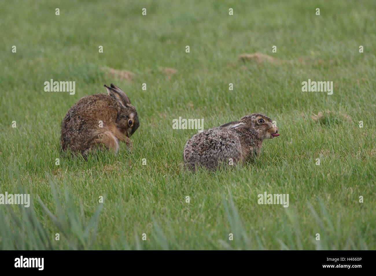 Field hares, meadow Stock Photo - Alamy