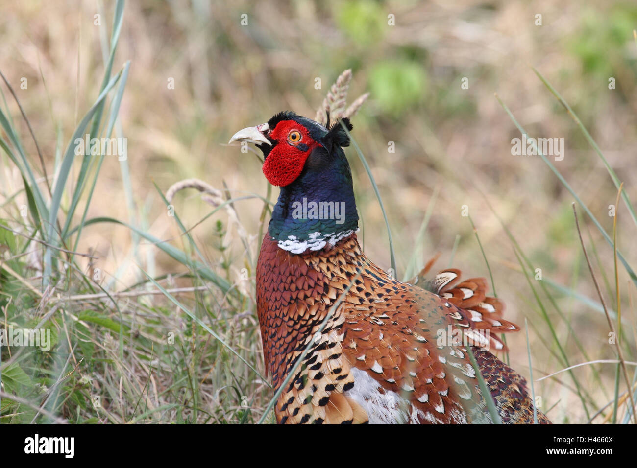 Male pheasant hi-res stock photography and images - Alamy