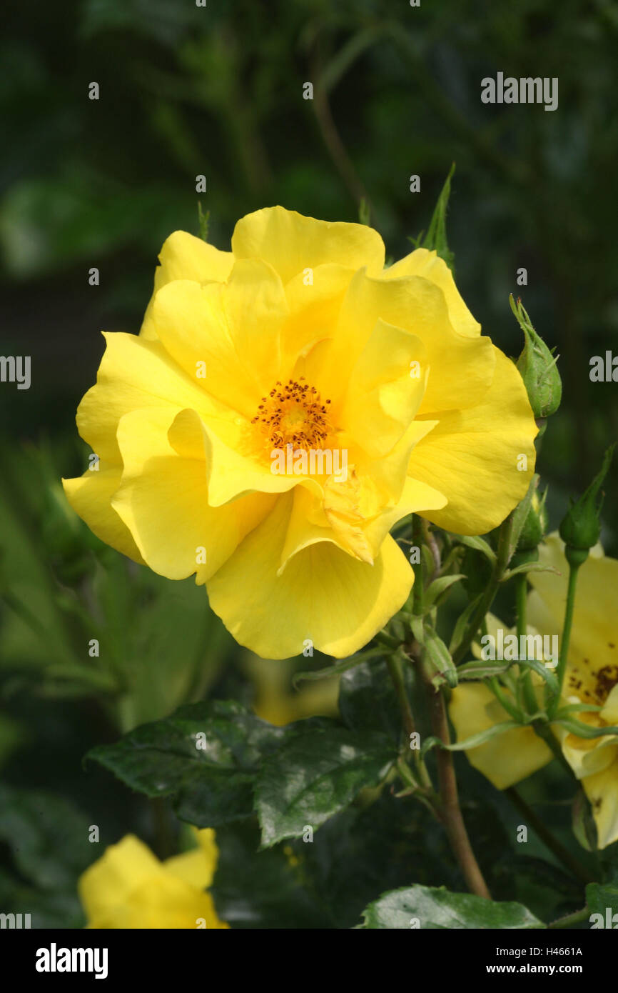 Aicha hi-res stock photography and images - Alamy