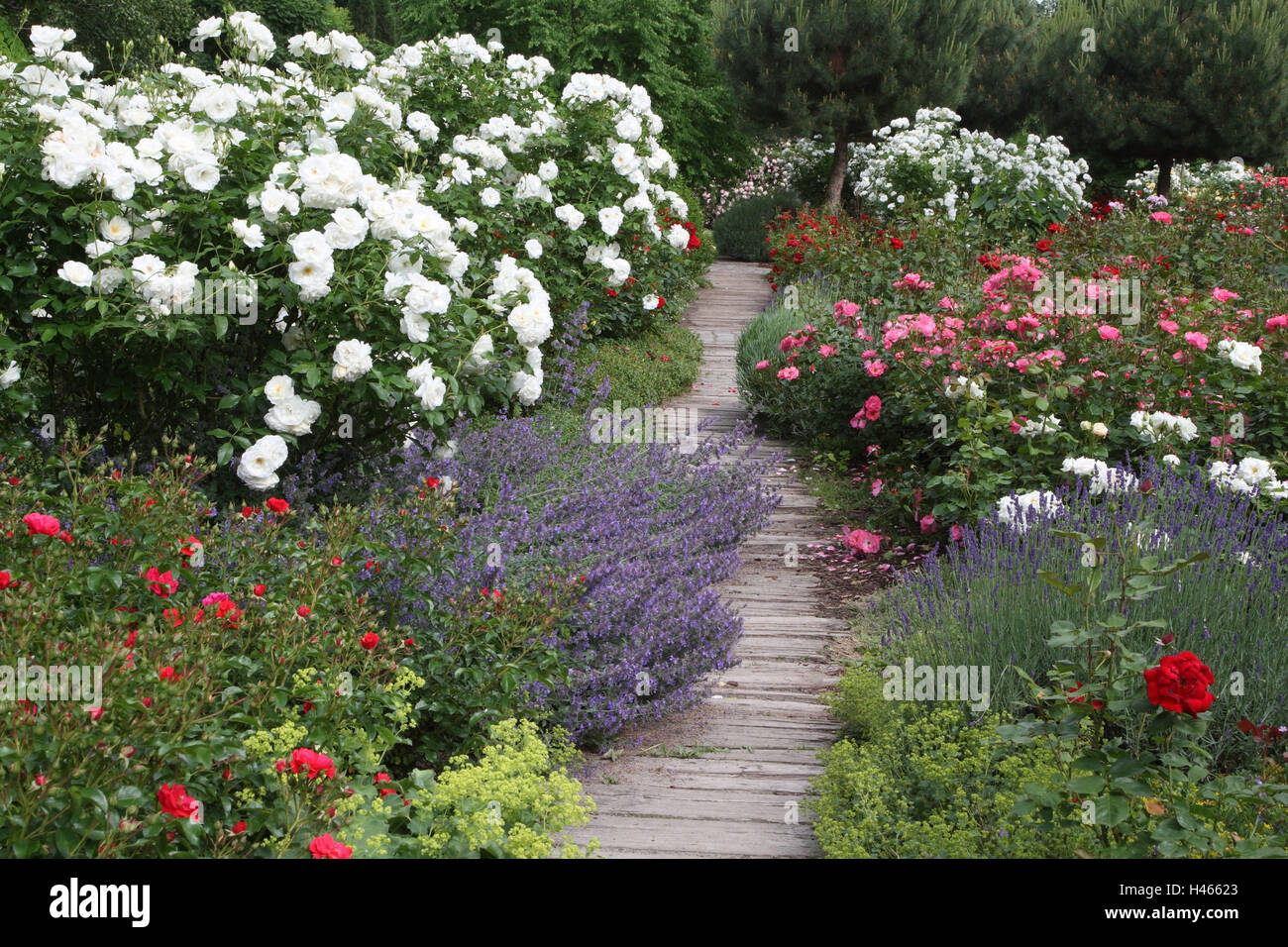 Rose garden, way Stock Photo - Alamy