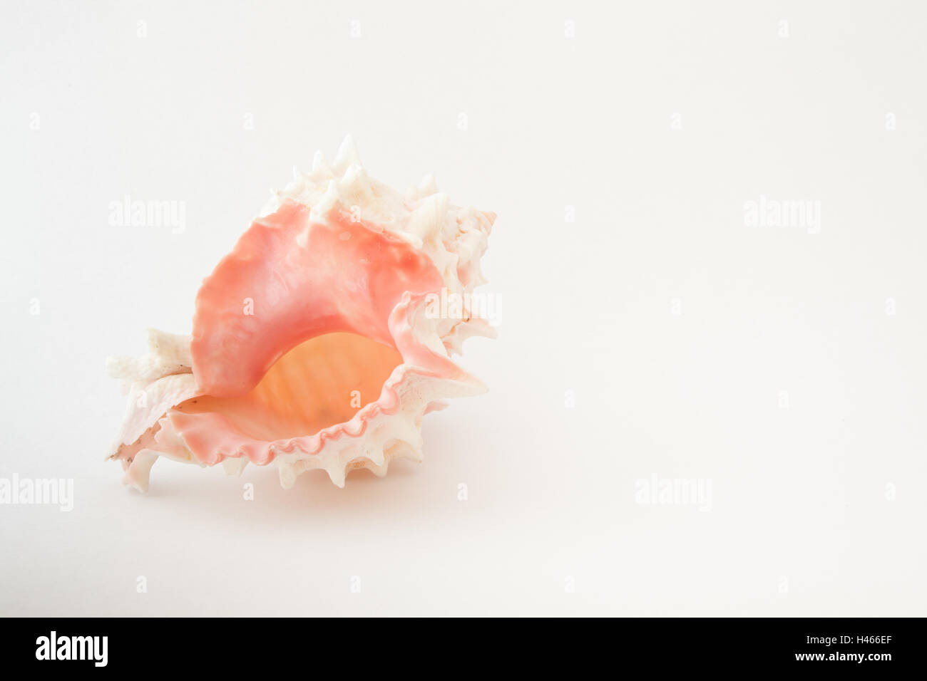 tropical seashell in grey background Stock Photo - Alamy