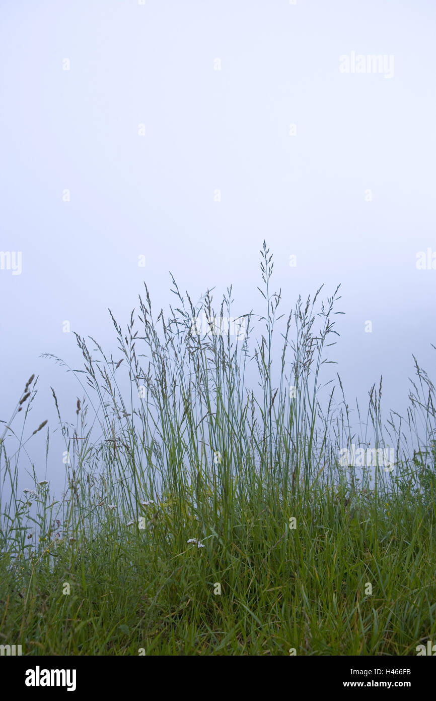 Pasture grasses hi-res stock photography and images - Alamy