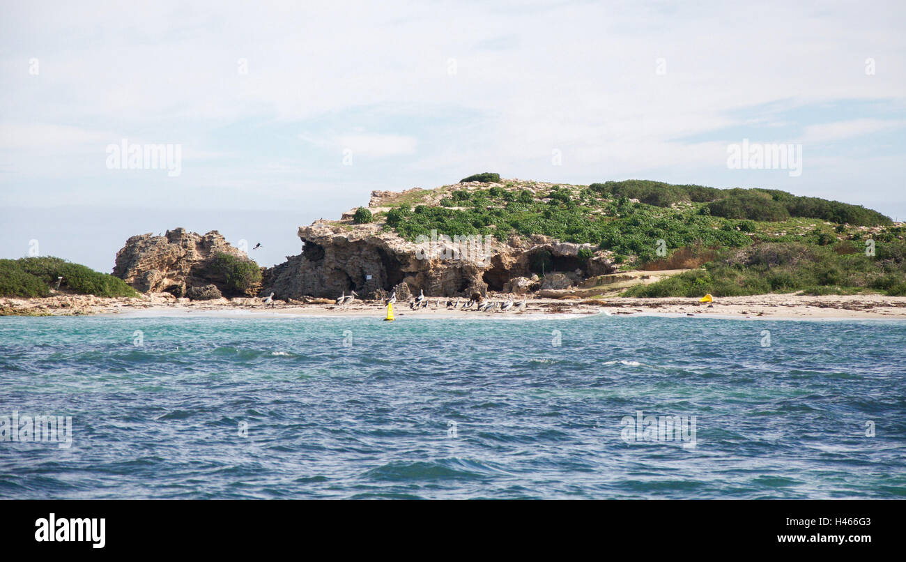 Remote Island with native birds, limestone rock and plants off the ...