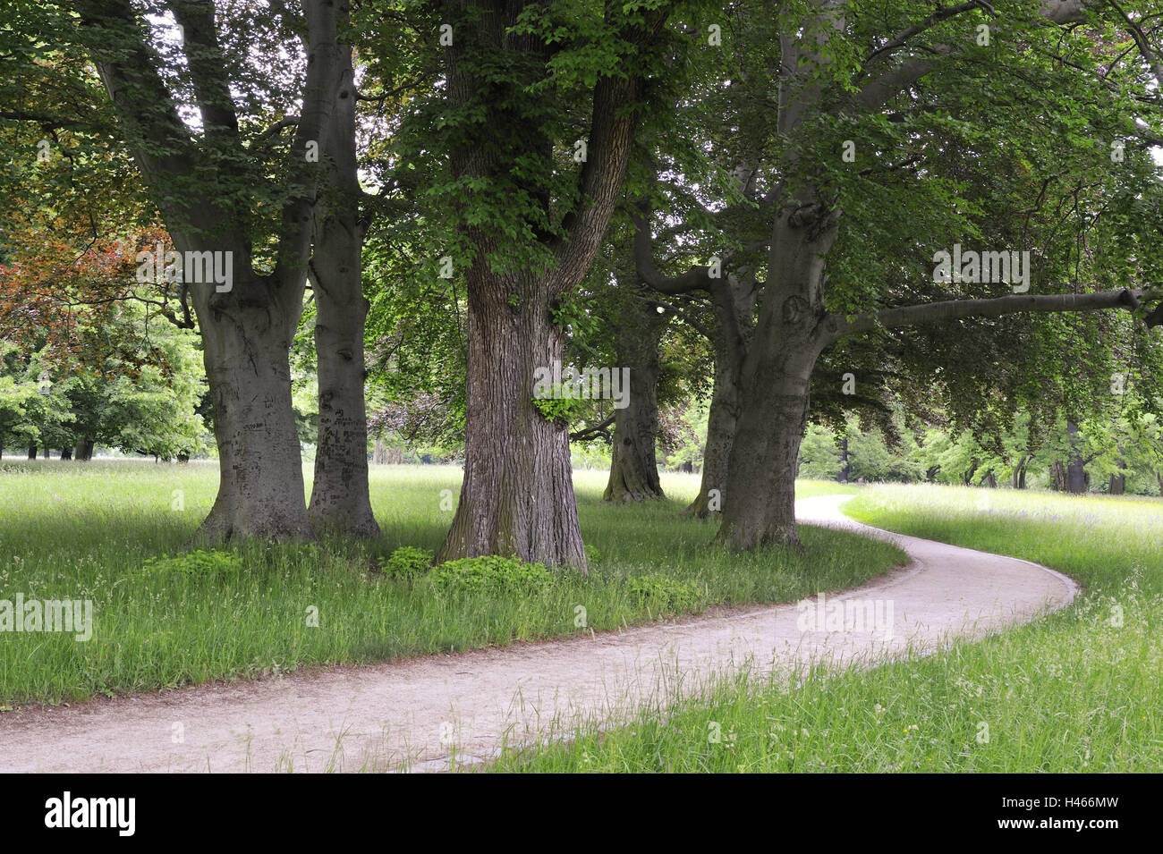 Park, way, trees, park trees, oaks, beeches, cycle track, footpath ...
