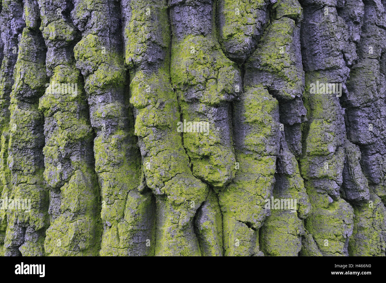 Quercus cortex hi-res stock photography and images - Alamy