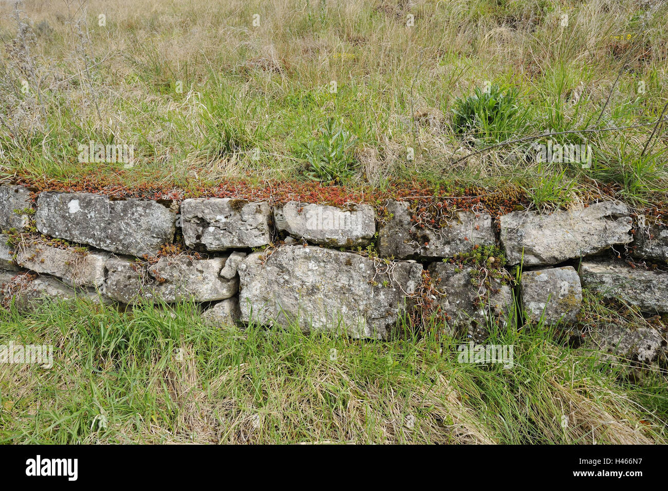 Meadow, dry defensive wall, detail, old, building material, structure ...