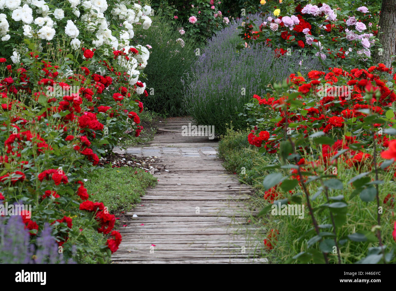 Rose garden, way Stock Photo - Alamy