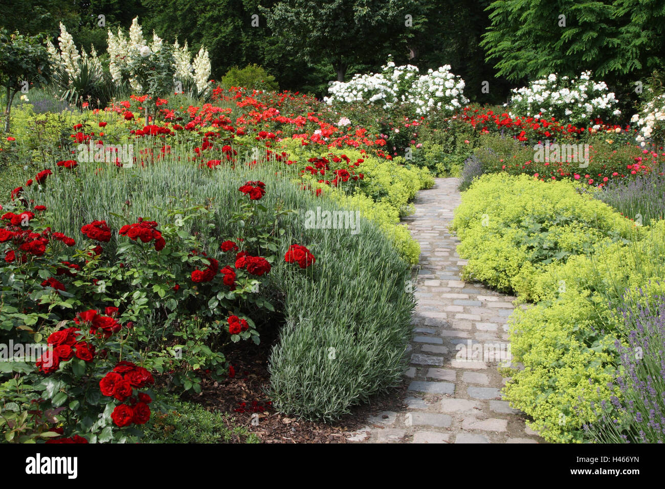 Rose garden, way Stock Photo - Alamy