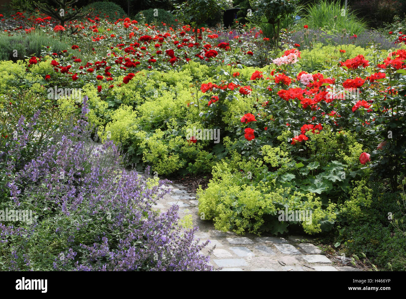 Rose garden, way Stock Photo - Alamy