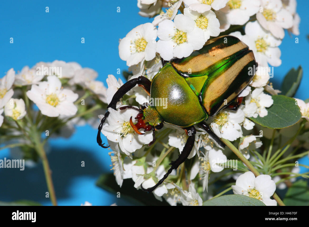 Goliath's beetle, Eudicella gralli hubini Stock Photo - Alamy